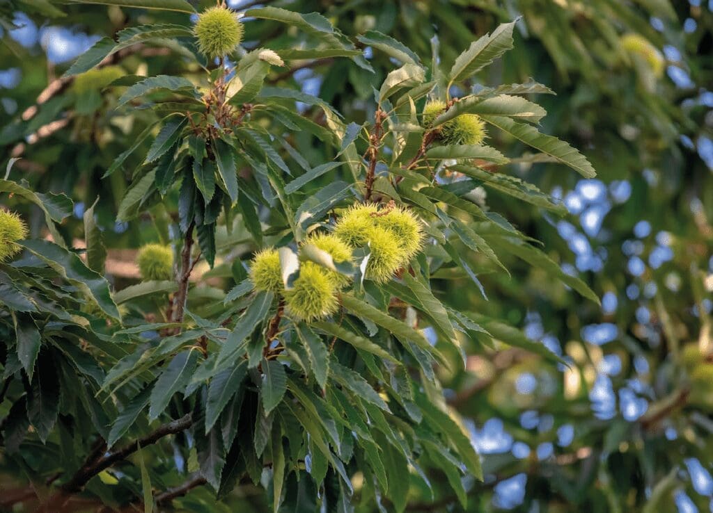 Castaline® – a new nature based active ingredient for dermocosmetics ...