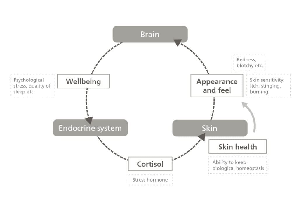 Neurocosmetics: all about acting on the complete skin-brain feedback ...