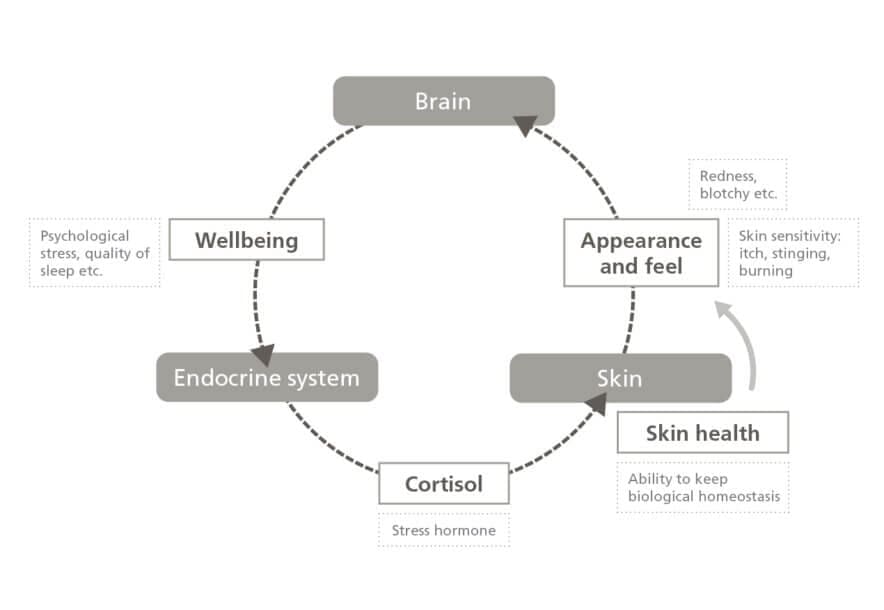 Neurocosmetics: all about acting on the complete skin-brain feedback ...