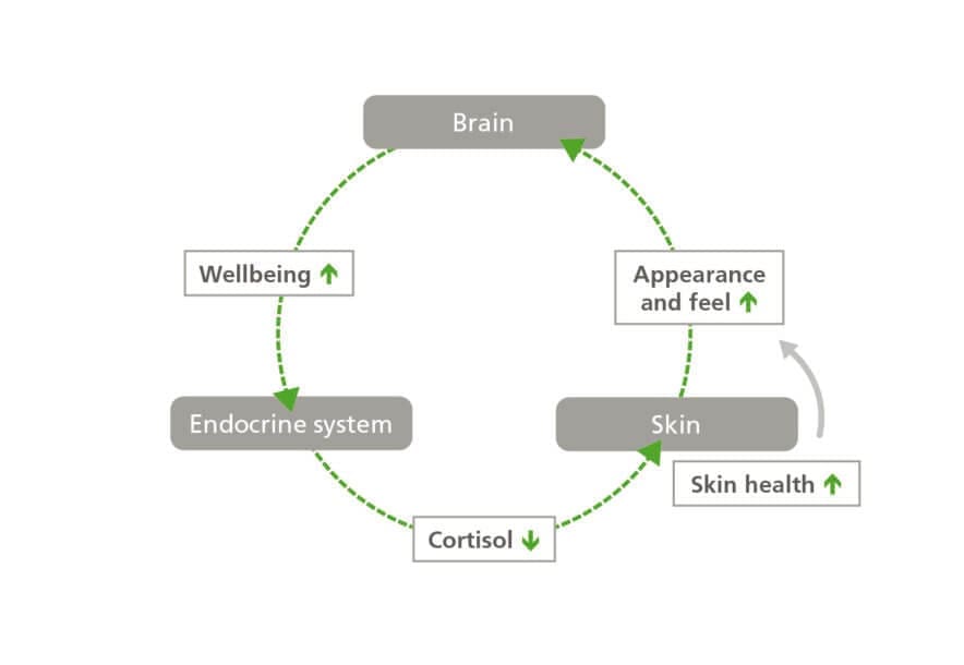 Neurocosmetics: all about acting on the complete skin-brain feedback ...