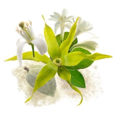IFF Unveils New Fragrance Ingredients at World Perfumery Congress 2024 ...