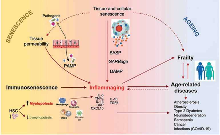Skin Inflammaging: Barrier Repair, Cytokine Control and the Role of ...